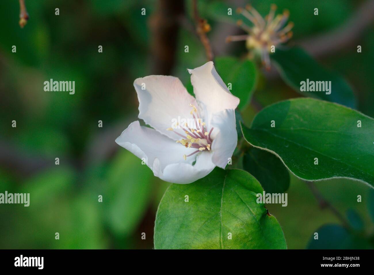 Quince Spring Blossom Close Up Stock Photo - Alamy