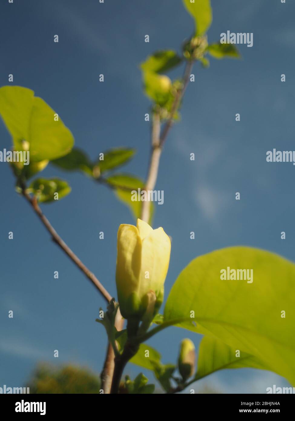 Yellow daphne hi-res stock photography and images - Alamy