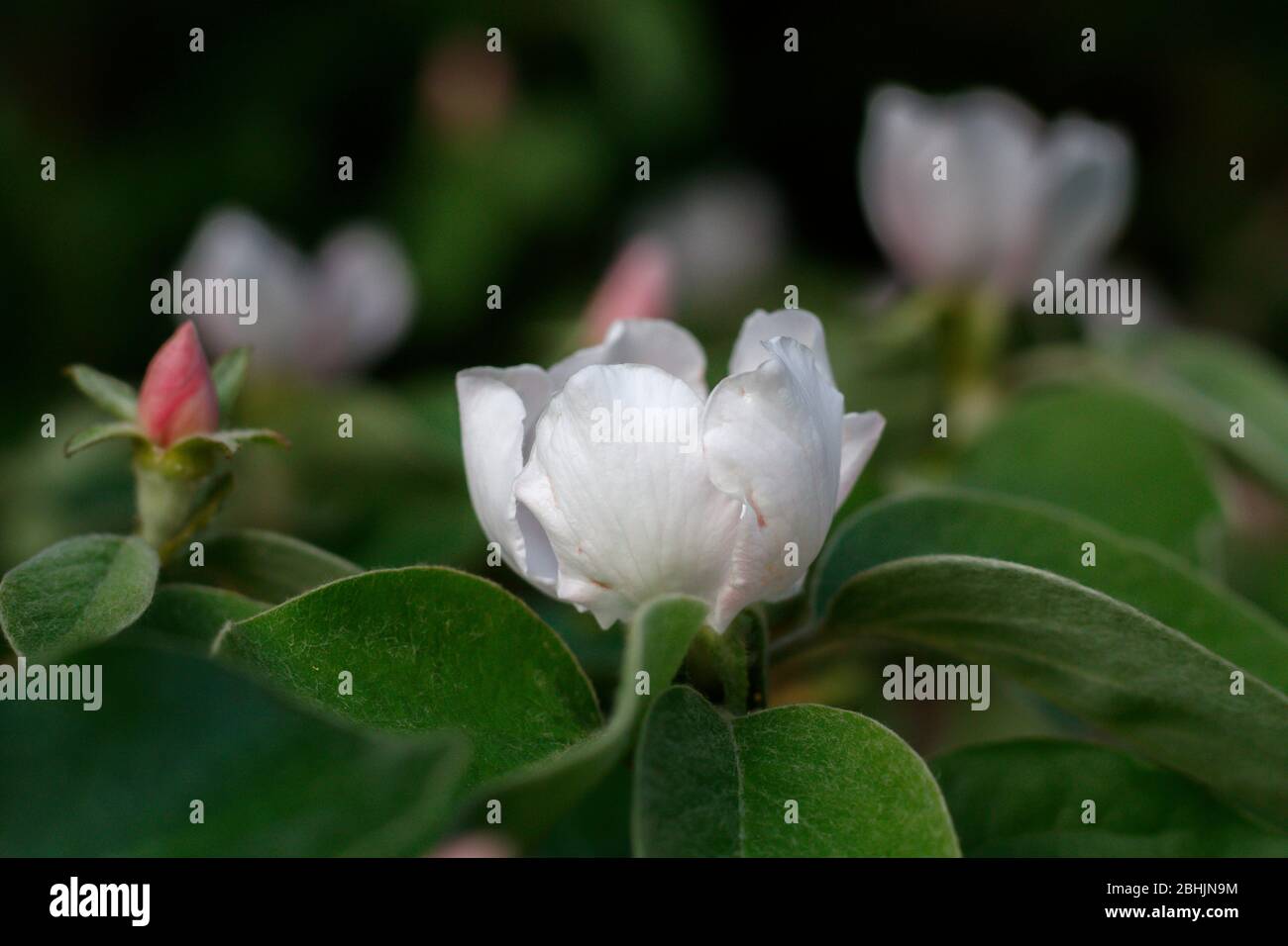 White quince flower hi-res stock photography and images - Alamy