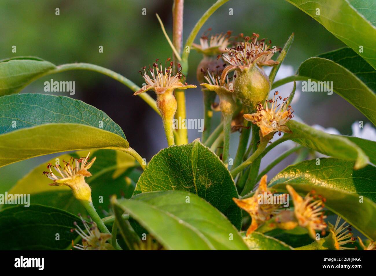 Just Formed Small Pears on Branch Close Up Stock Photo - Alamy