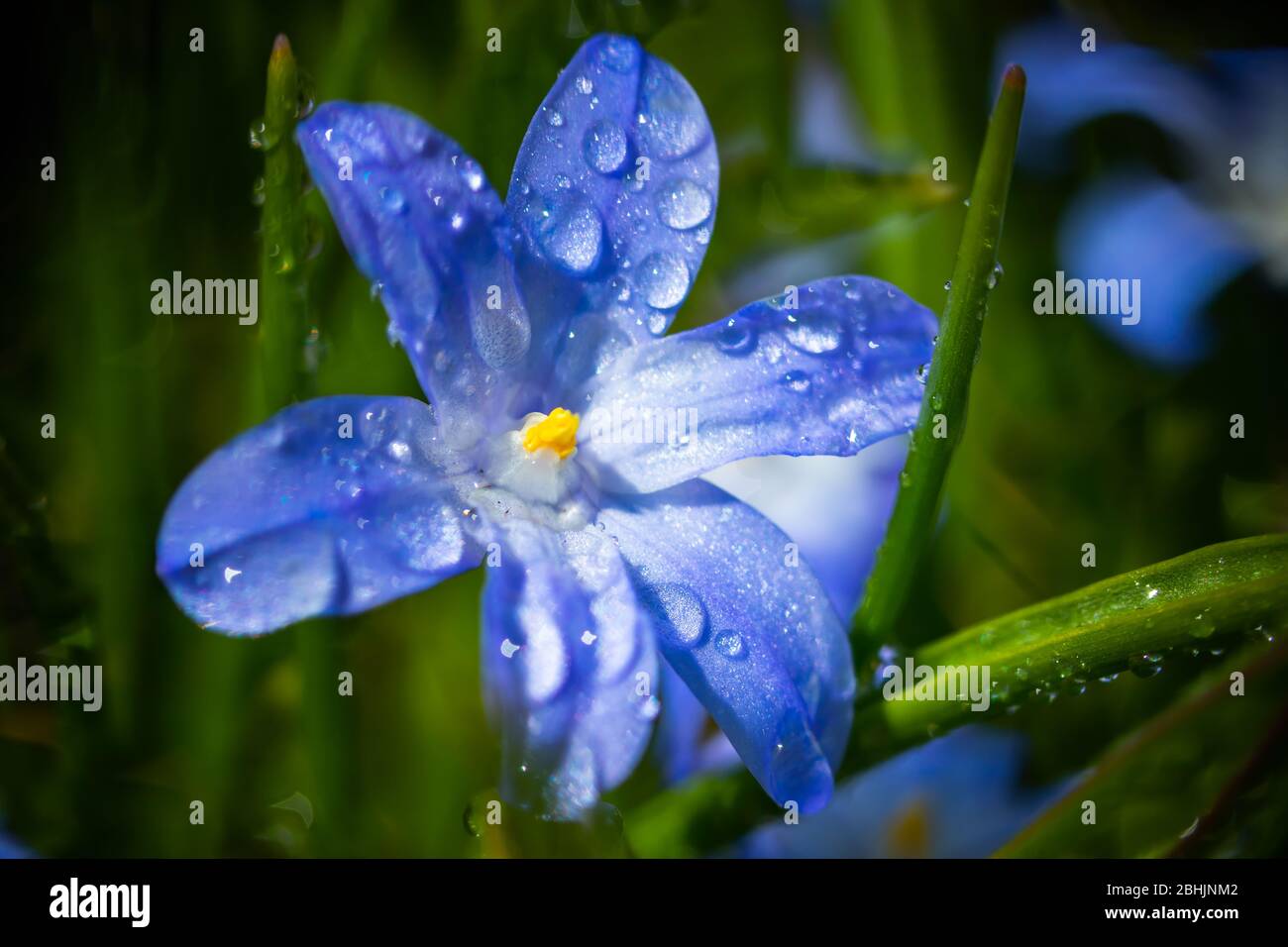Closeup of blooming blue scilla luciliae flowers with raindrops in ...