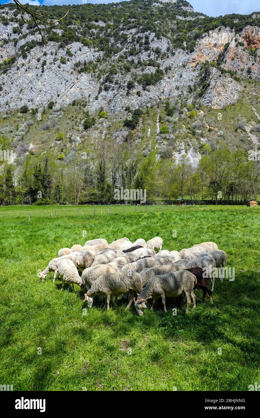 Sheep huddle hi-res stock photography and images - Alamy