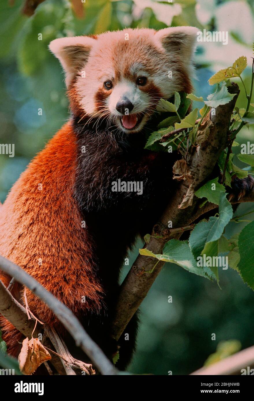 Lesser or red panda Stock Photo - Alamy