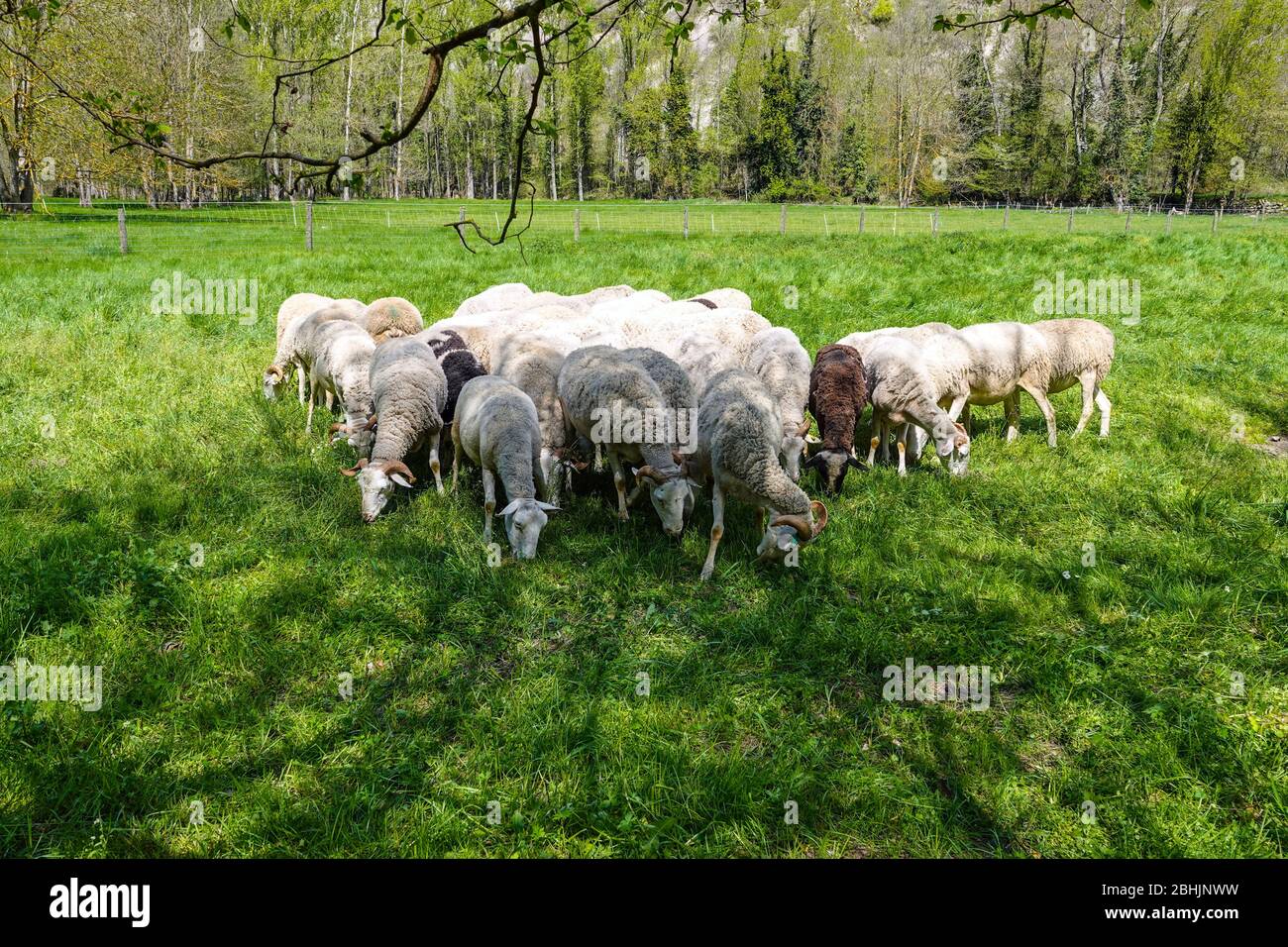 Flock of sheep in green field, Ariege, South of France, France, French ...