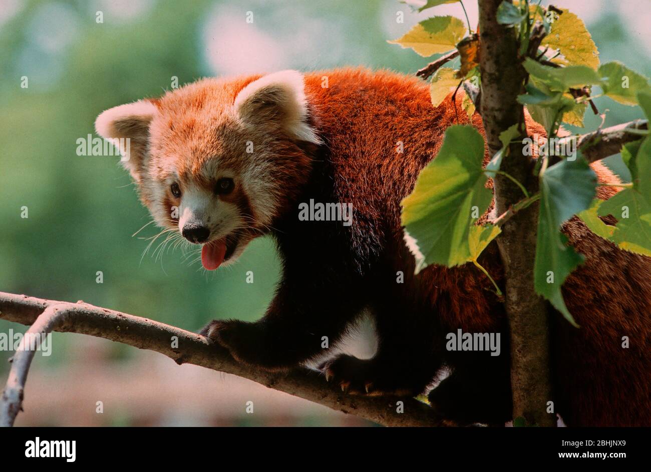 Lesser or red panda Stock Photo - Alamy