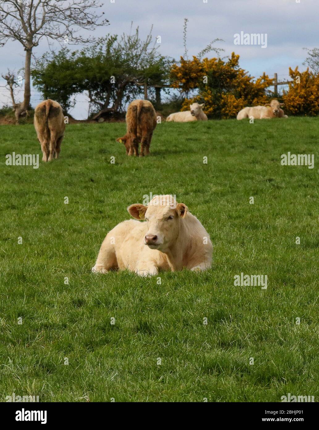 Magheralin, County Armagh, Northern, Ireland. 26th Apr, 2020. UK ...