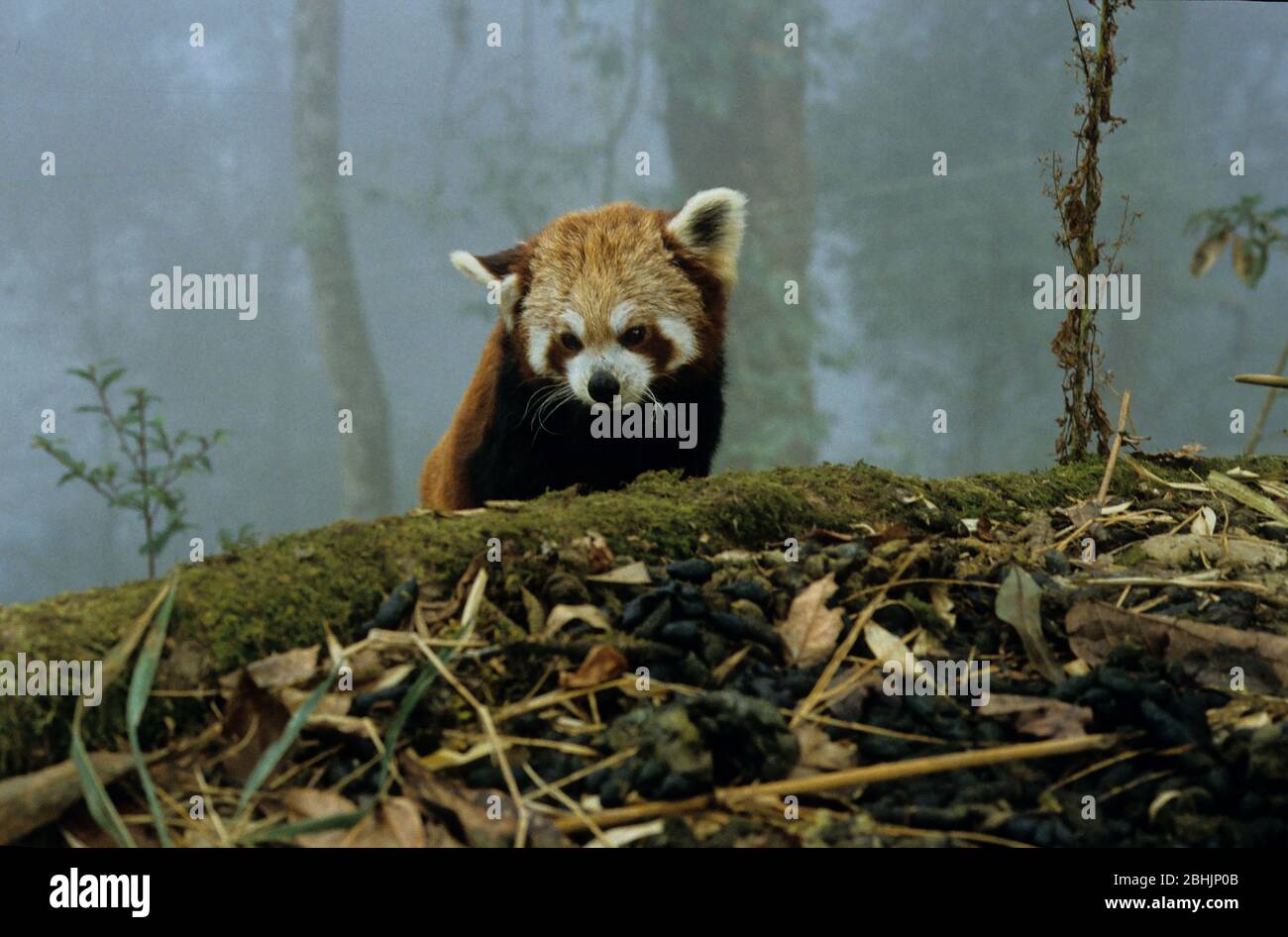 Lesser or red panda Stock Photo - Alamy