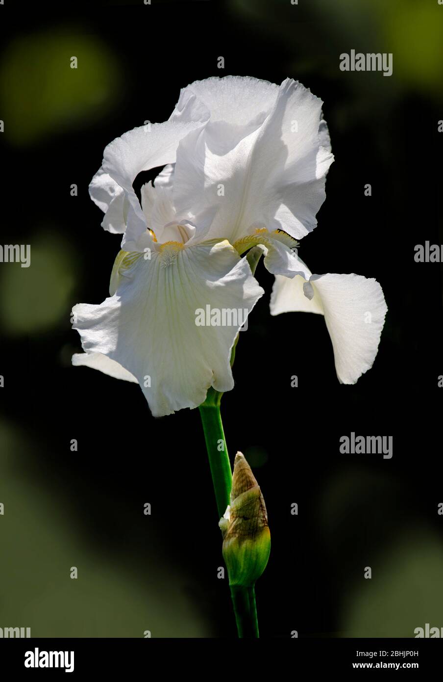 Flower of white Iris albicans Stock Photo - Alamy