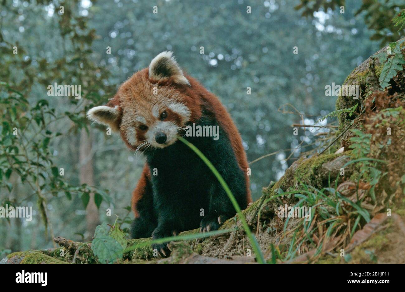 Lesser or red panda Stock Photo - Alamy