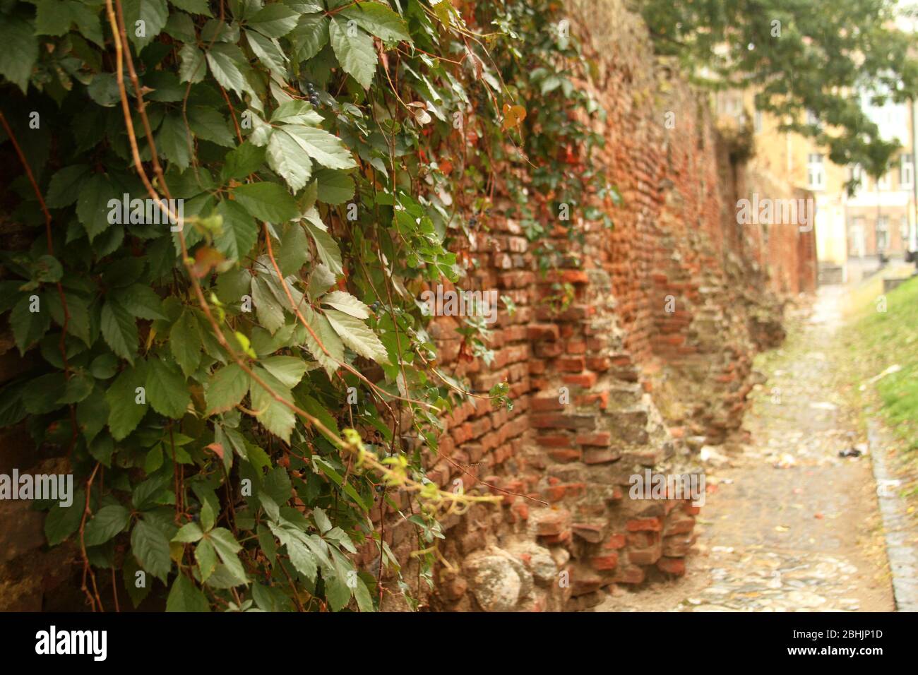 Victoria creeper ivy climbing over part of the 16th century defensive ...