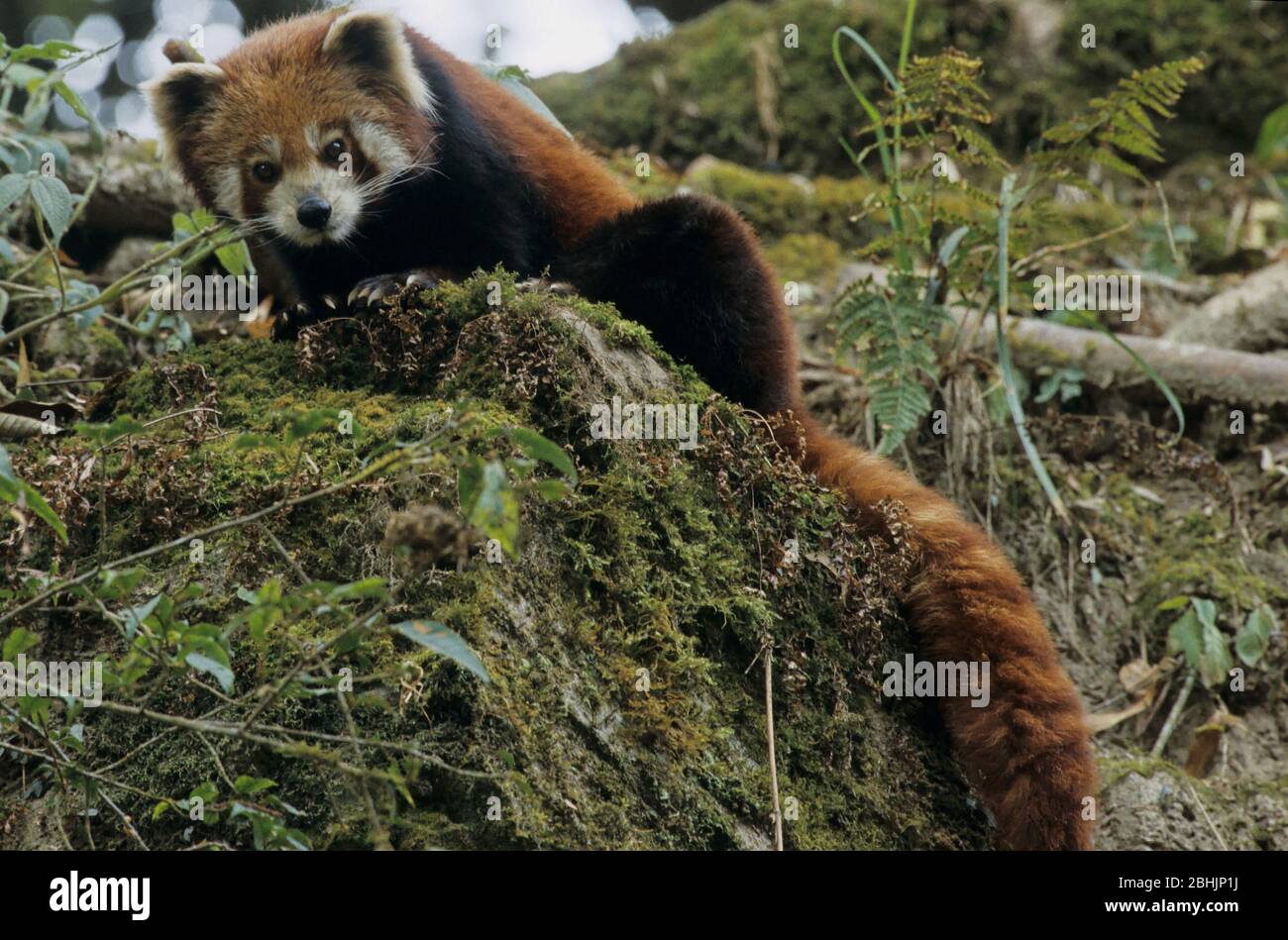 Lesser or red panda Stock Photo - Alamy