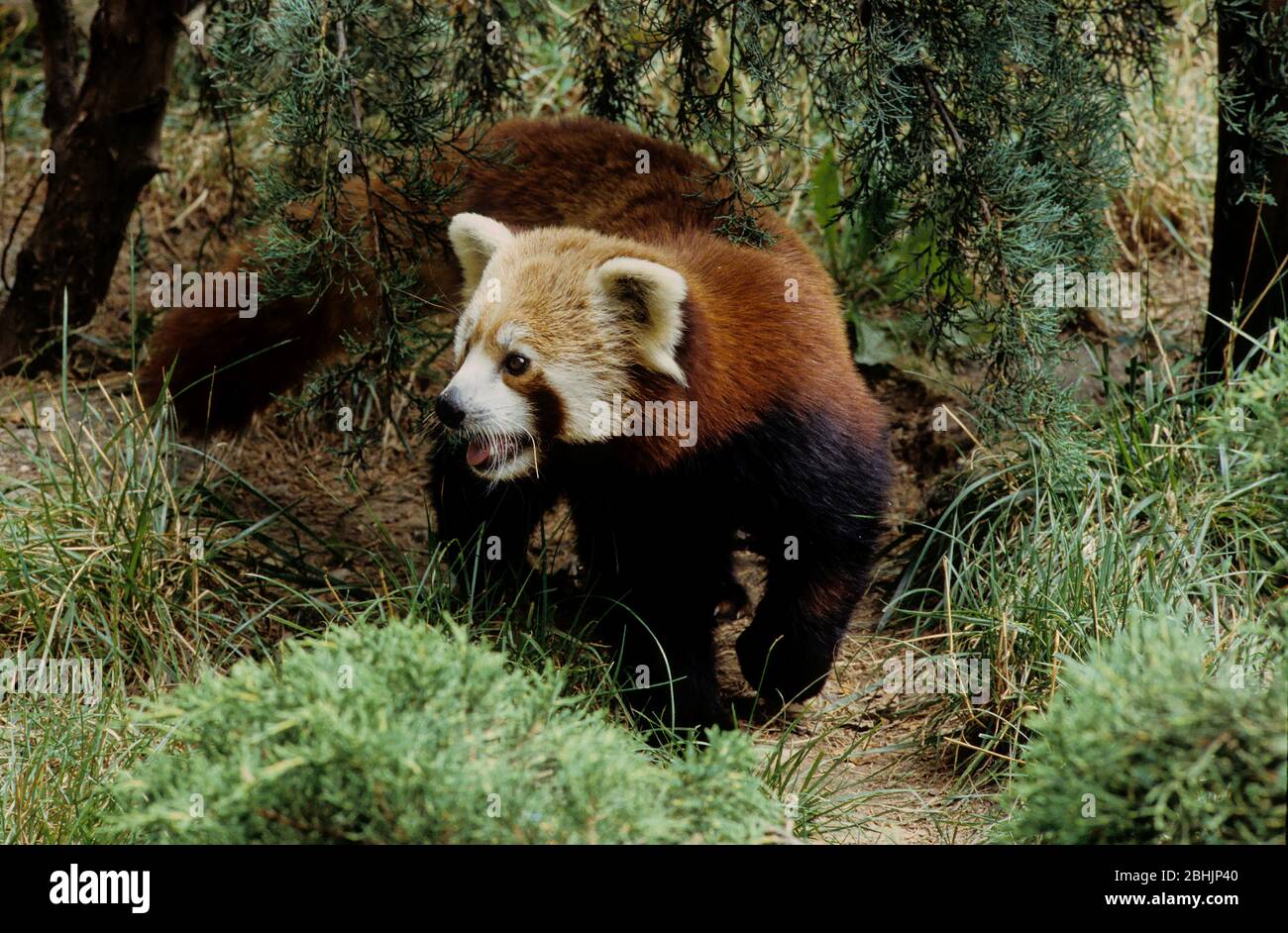 Lesser or red panda Stock Photo - Alamy
