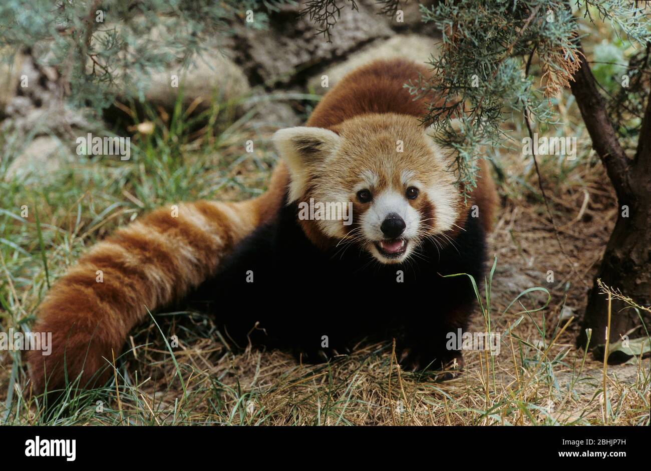 Lesser or red panda Stock Photo - Alamy