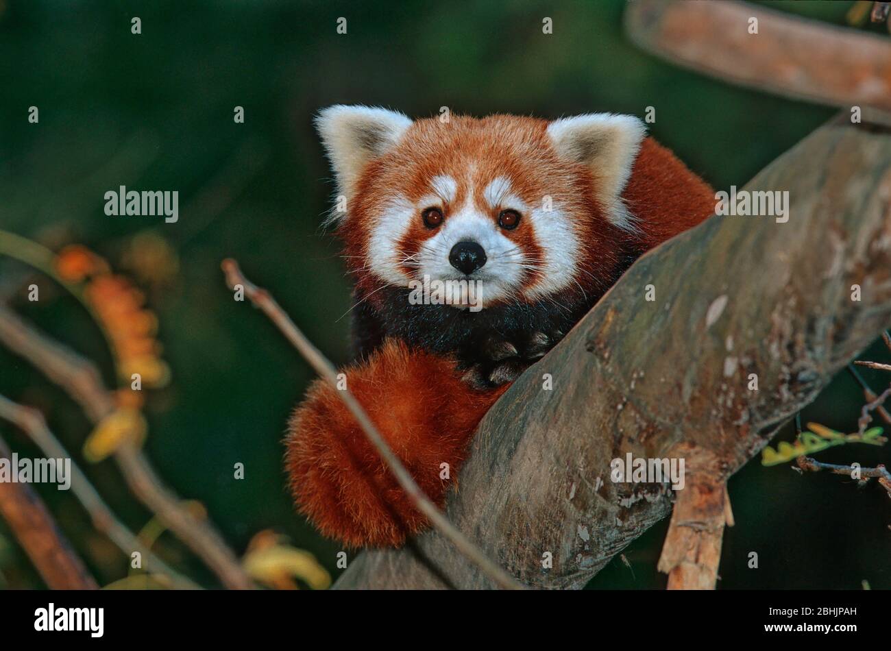 Lesser or red panda Stock Photo - Alamy
