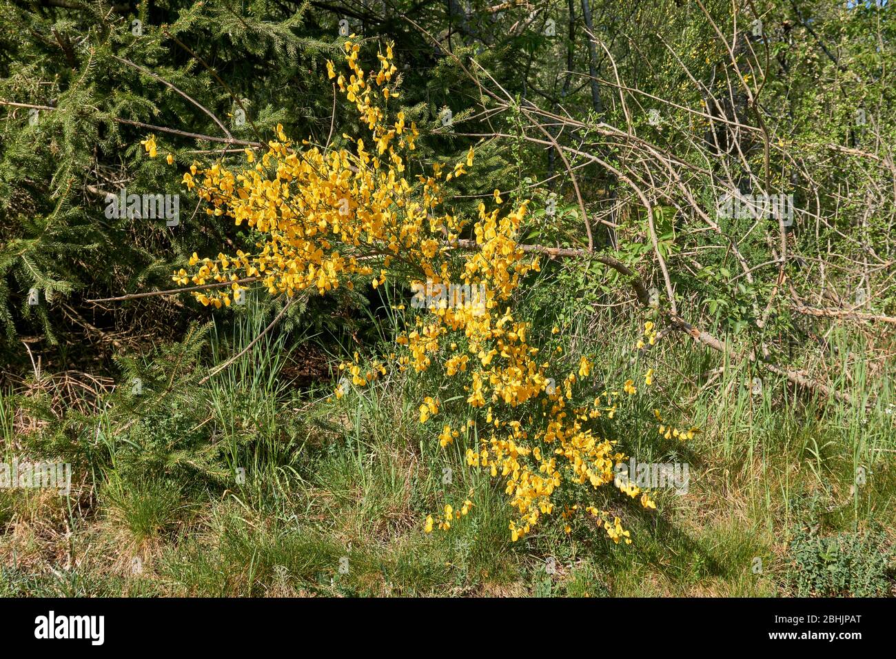 The plant genus Ginster Genista belongs to the subfamily of the ...