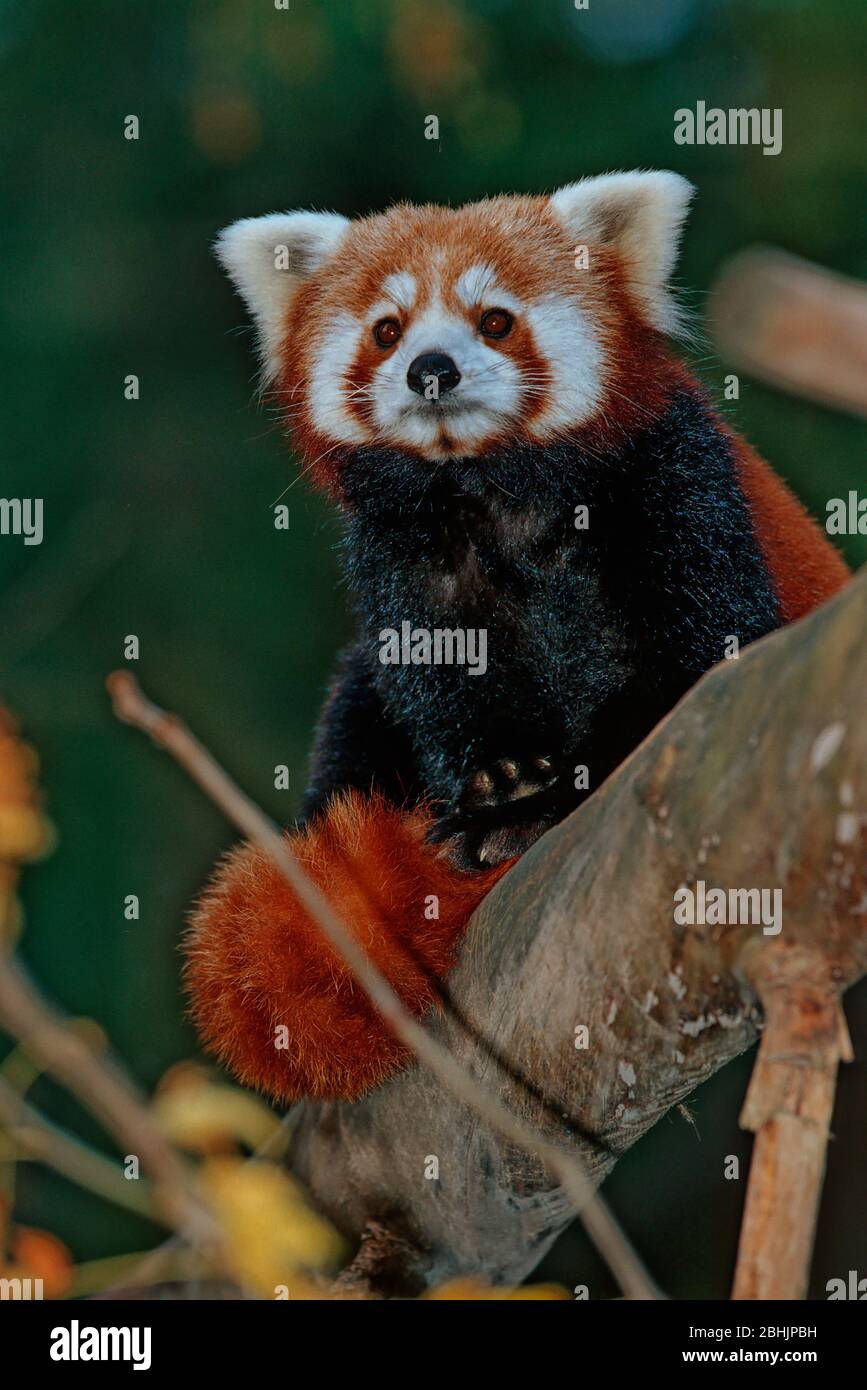 Lesser or red panda Stock Photo - Alamy