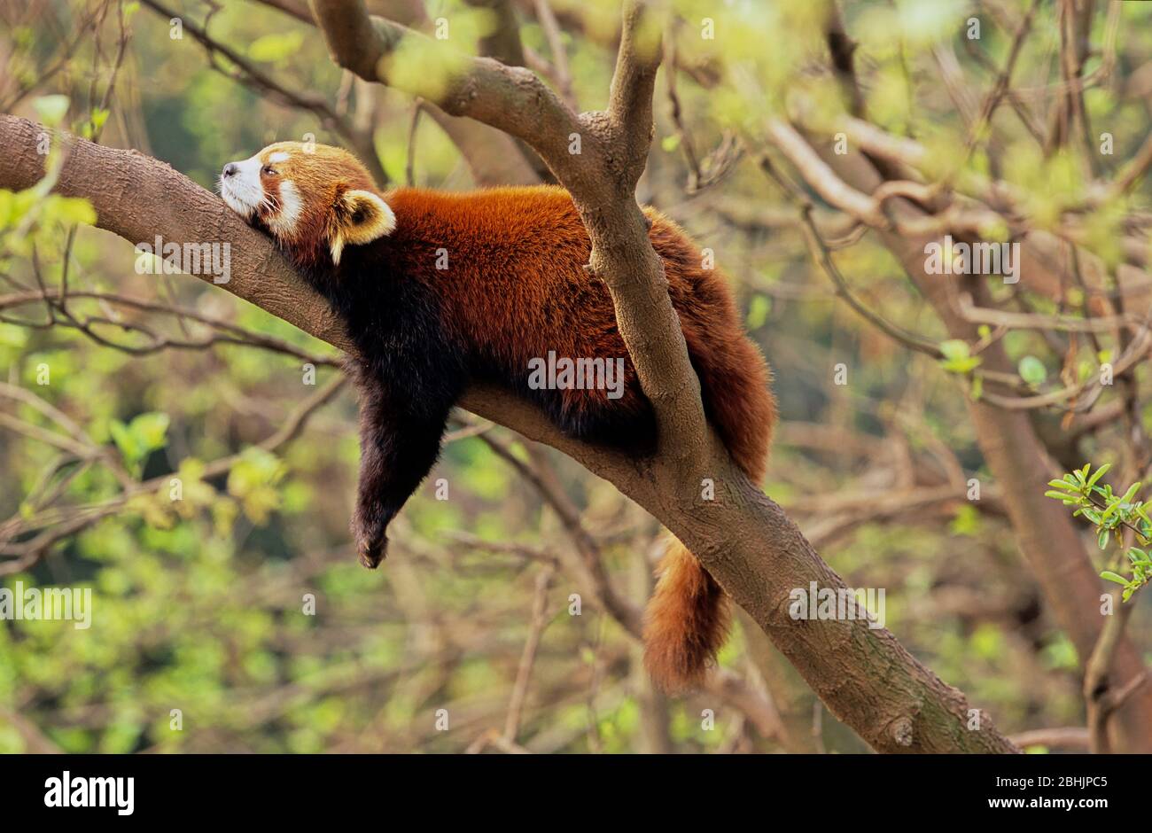 Lesser or red panda Stock Photo - Alamy