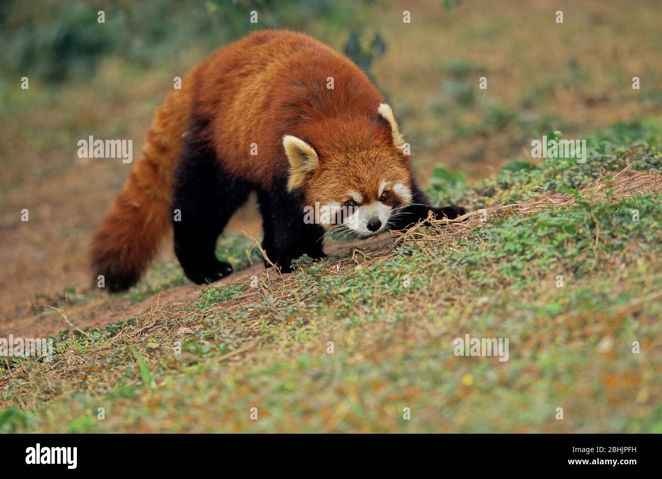 Lesser or red panda Stock Photo - Alamy