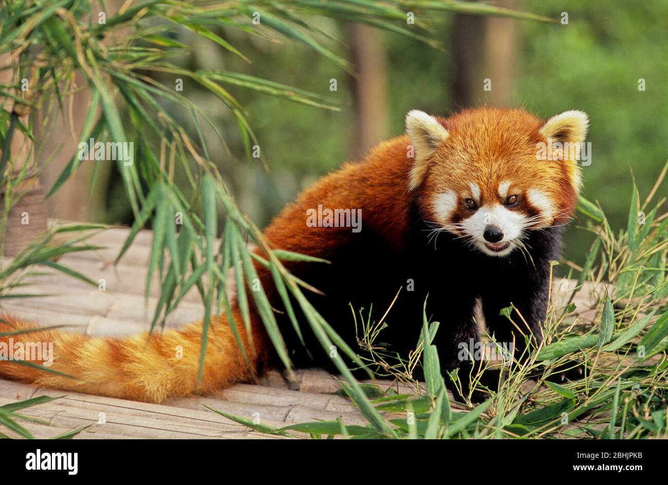 Lesser or red panda Stock Photo - Alamy