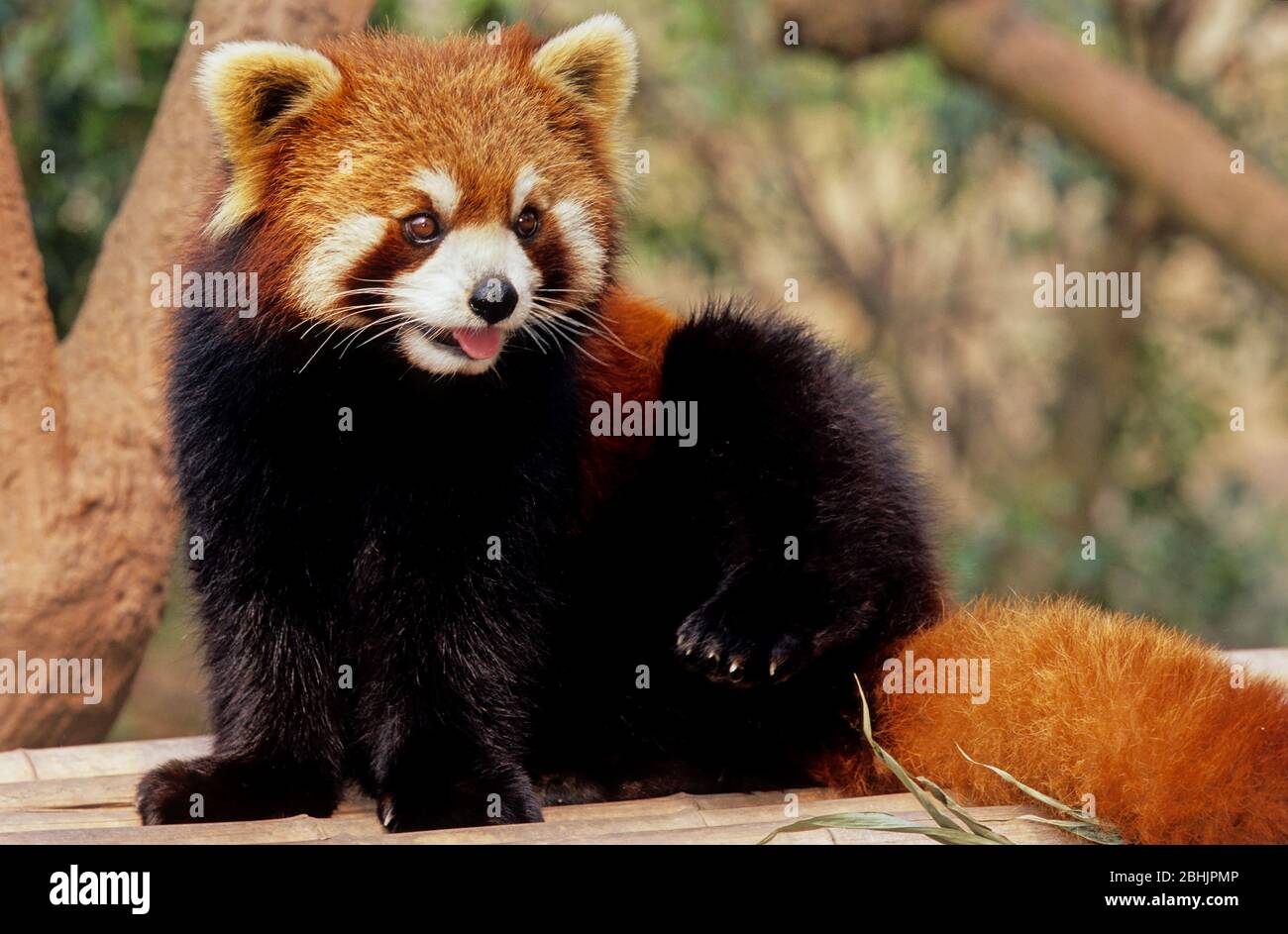 Lesser or red panda Stock Photo - Alamy
