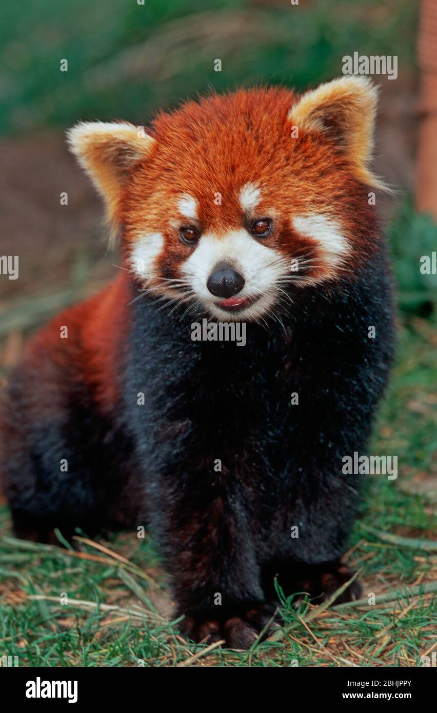 Lesser or red panda Stock Photo - Alamy