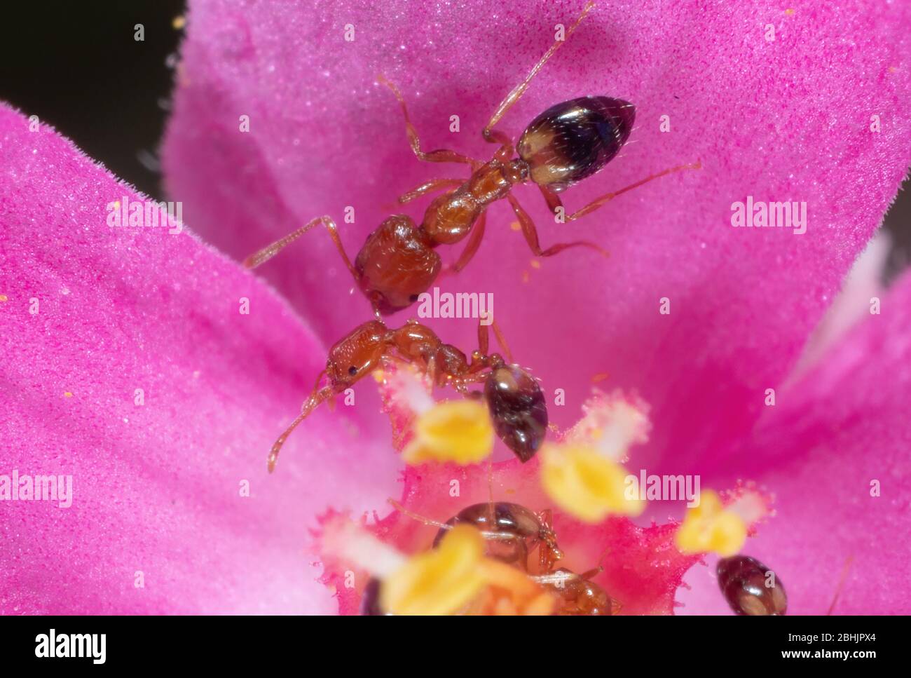 Macro Photography of Group of Tiny Ants on Pink Petal Flower Stock ...