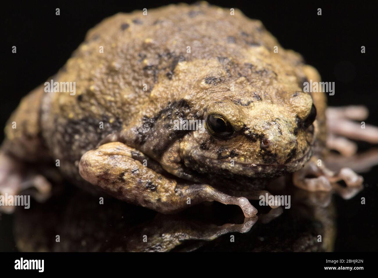 Banded bullfrog or Asian narrowmouth toads It also know chubby or ...