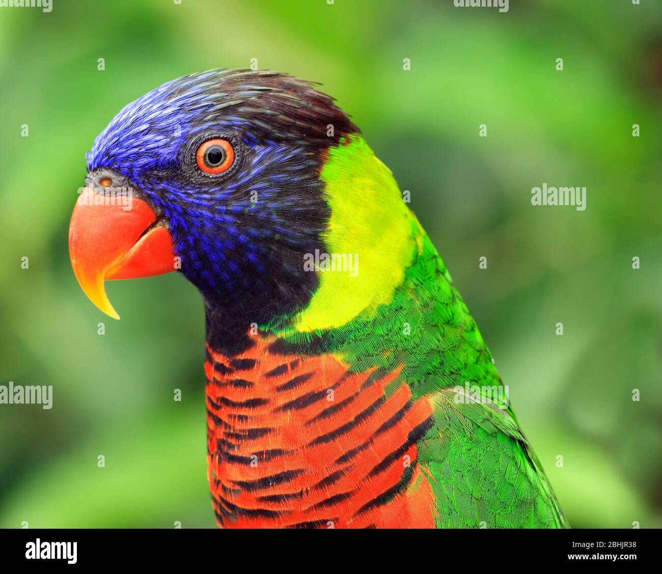 Colorful parrot isolated sitting still Stock Photo - Alamy