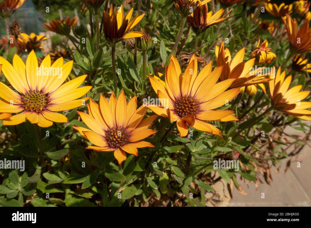 African daisy pot hi-res stock photography and images - Alamy