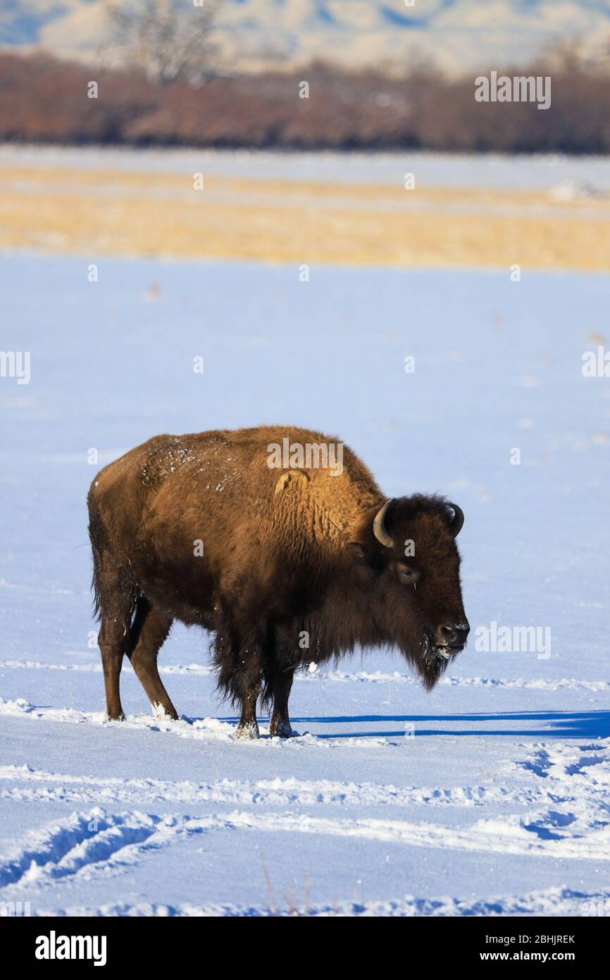 American bison in winter hi-res stock photography and images - Alamy