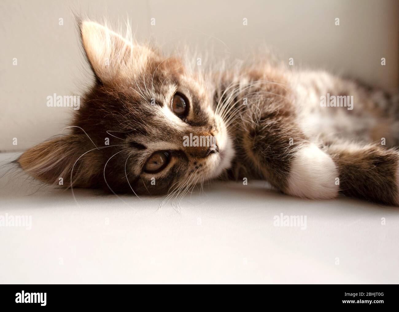 Adorable tabby kitten laying under sunlight close up Stock Photo - Alamy
