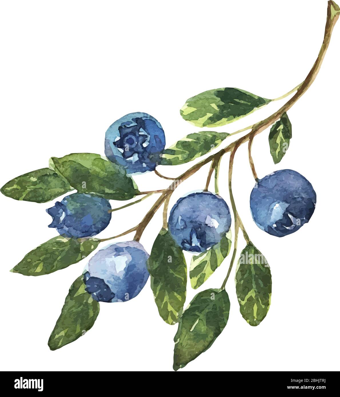 A branch of blueberries hand drawn in watercolor. Blue berries, fresh ...