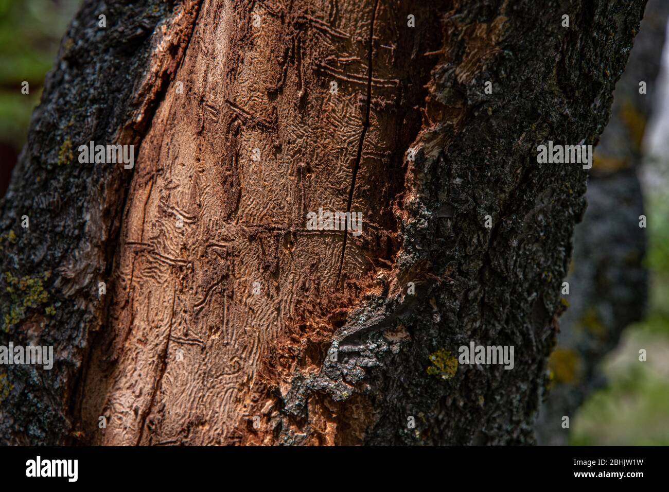 Damaged tree bark on cut tree trunk with rough wooden textured surface ...