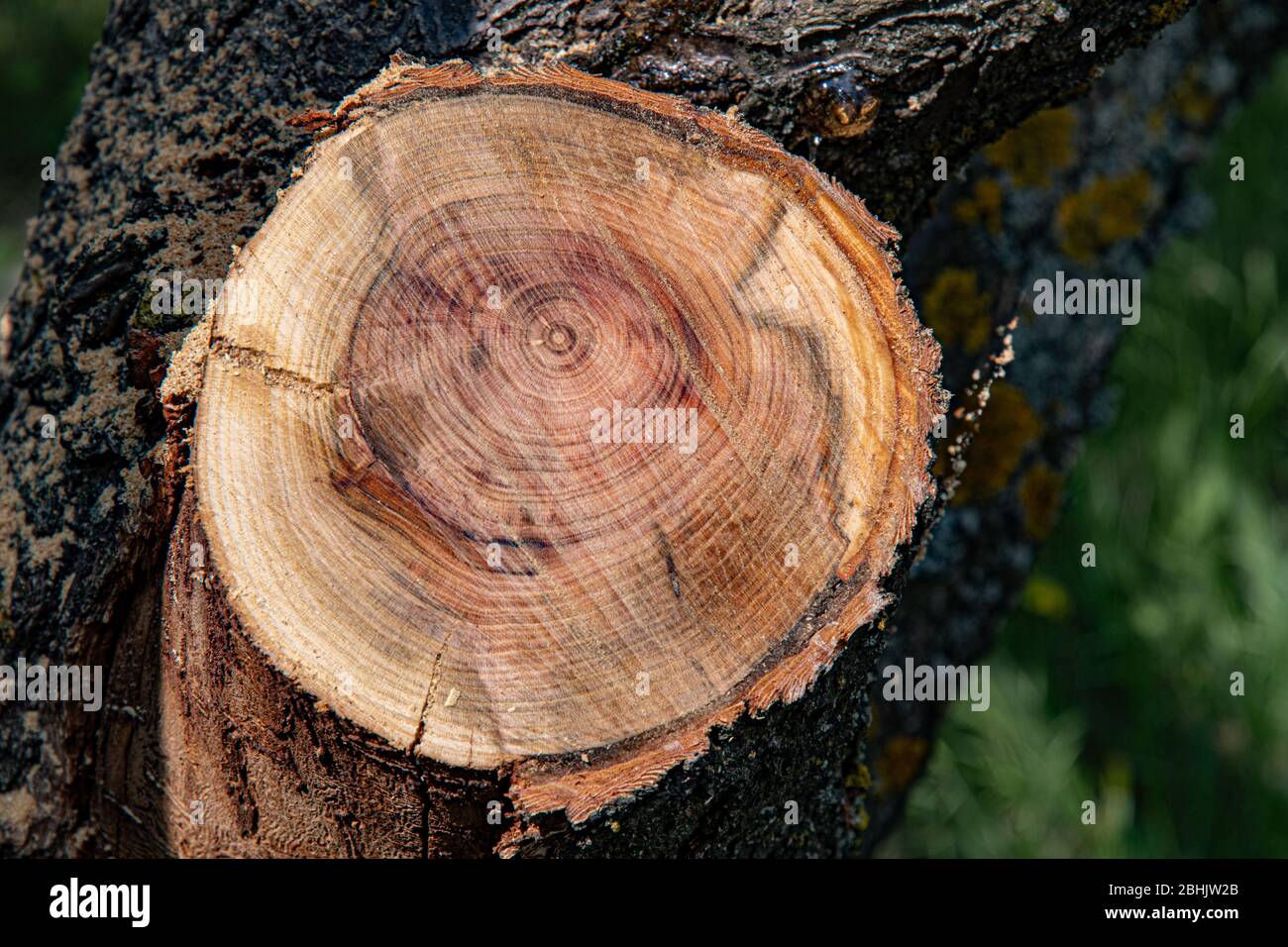 Cracked wood texture with clear rings of tree growth. Rustic wooden ...