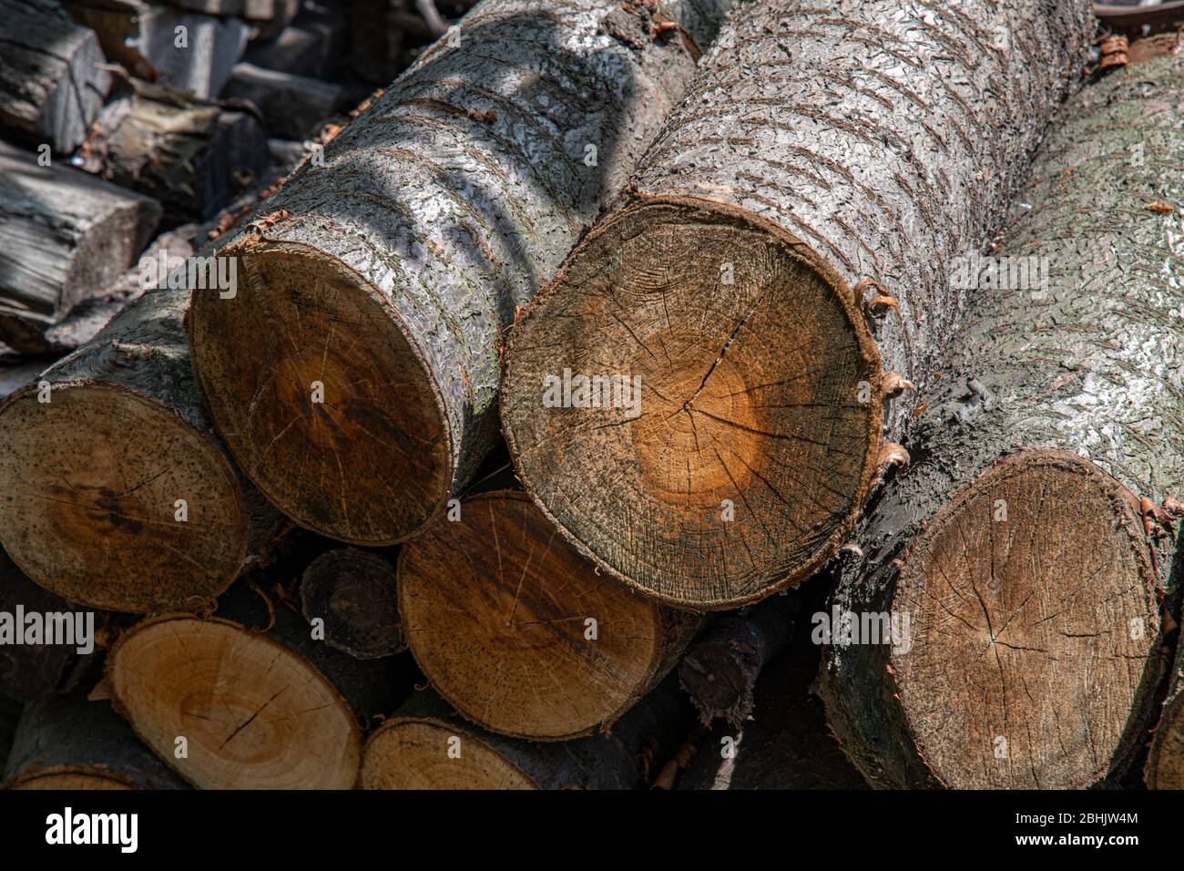 Woodpile of cut logs with tree ring pattern. Traditional rural fuel ...