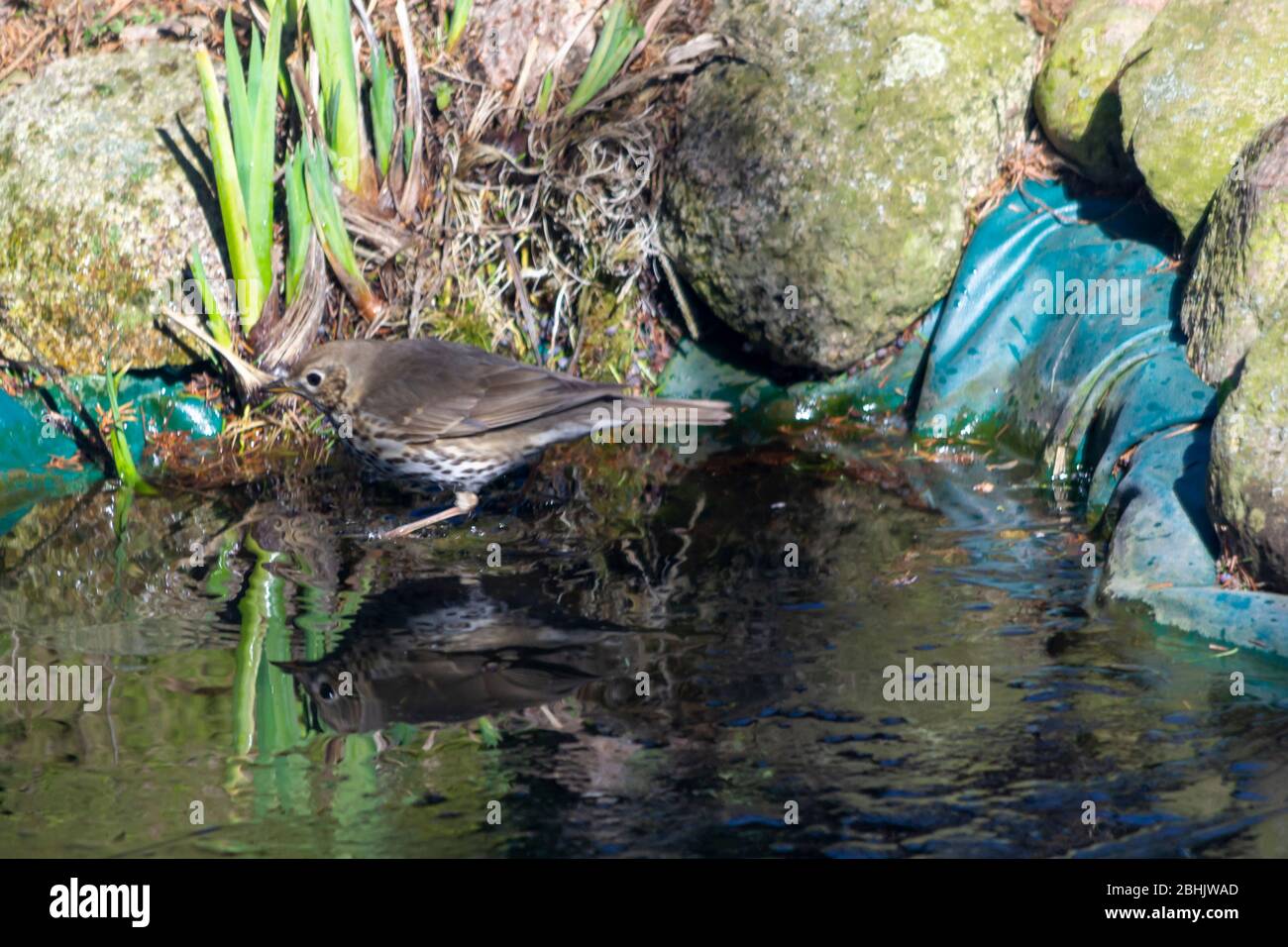 Thrush singer, singer - a species of medium-sized bird from the thrush ...