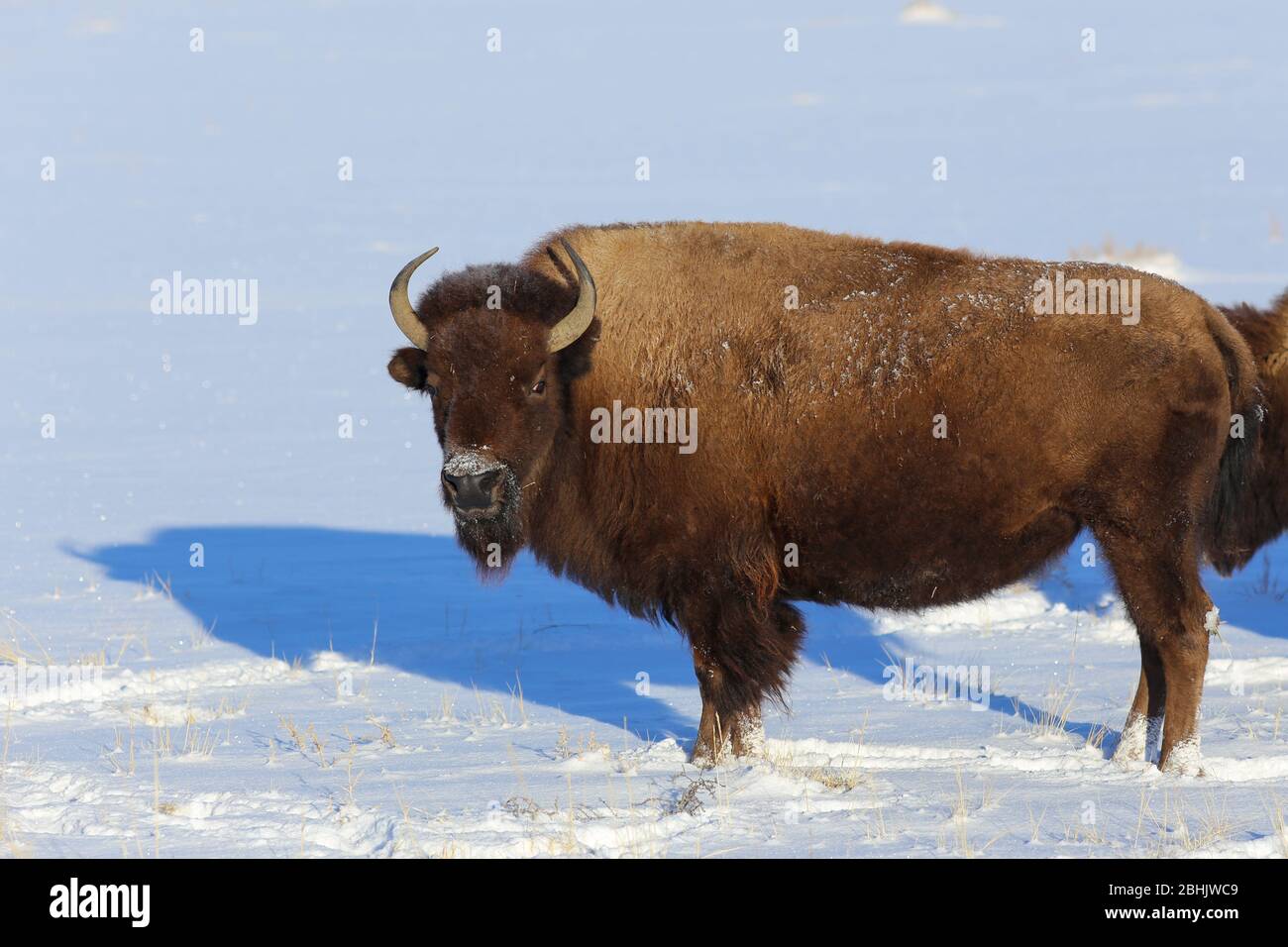 American bison in winter hi-res stock photography and images - Alamy