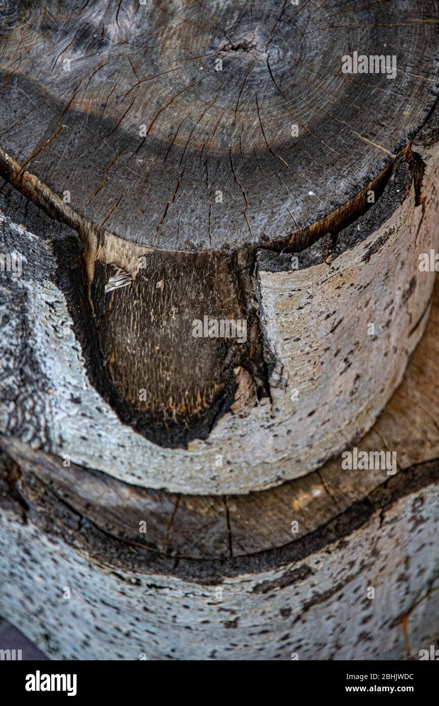 Weathered and damaged cross section with damaged tree bark on cut tree ...