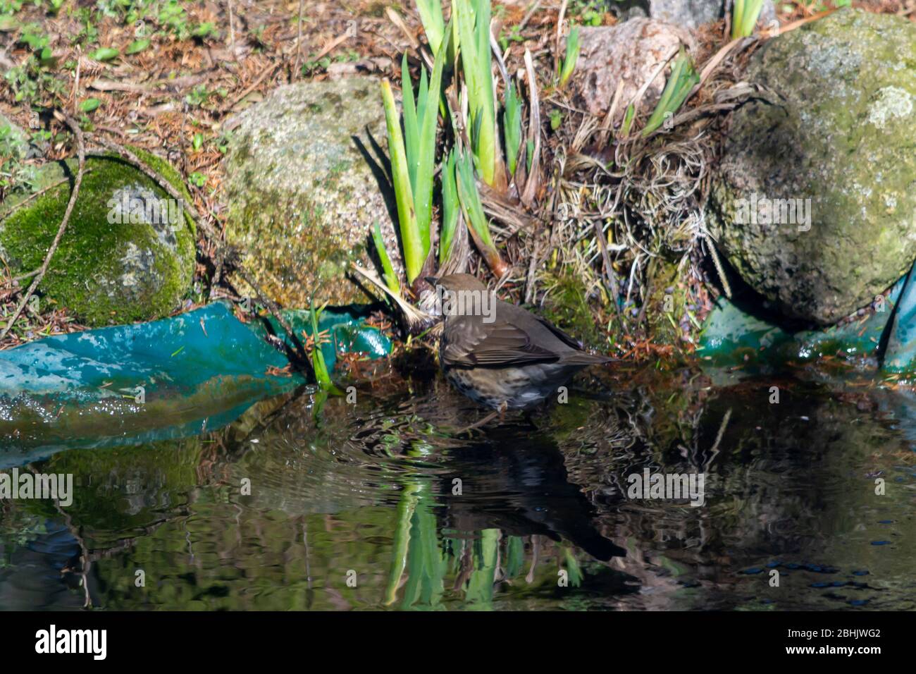 Thrush singer, singer - a species of medium-sized bird from the thrush ...