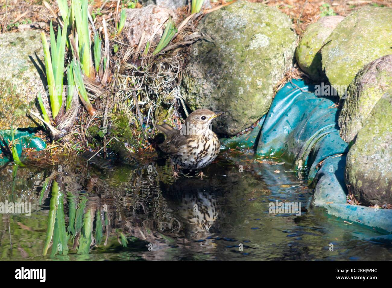 Thrush singer, singer - a species of medium-sized bird from the thrush ...