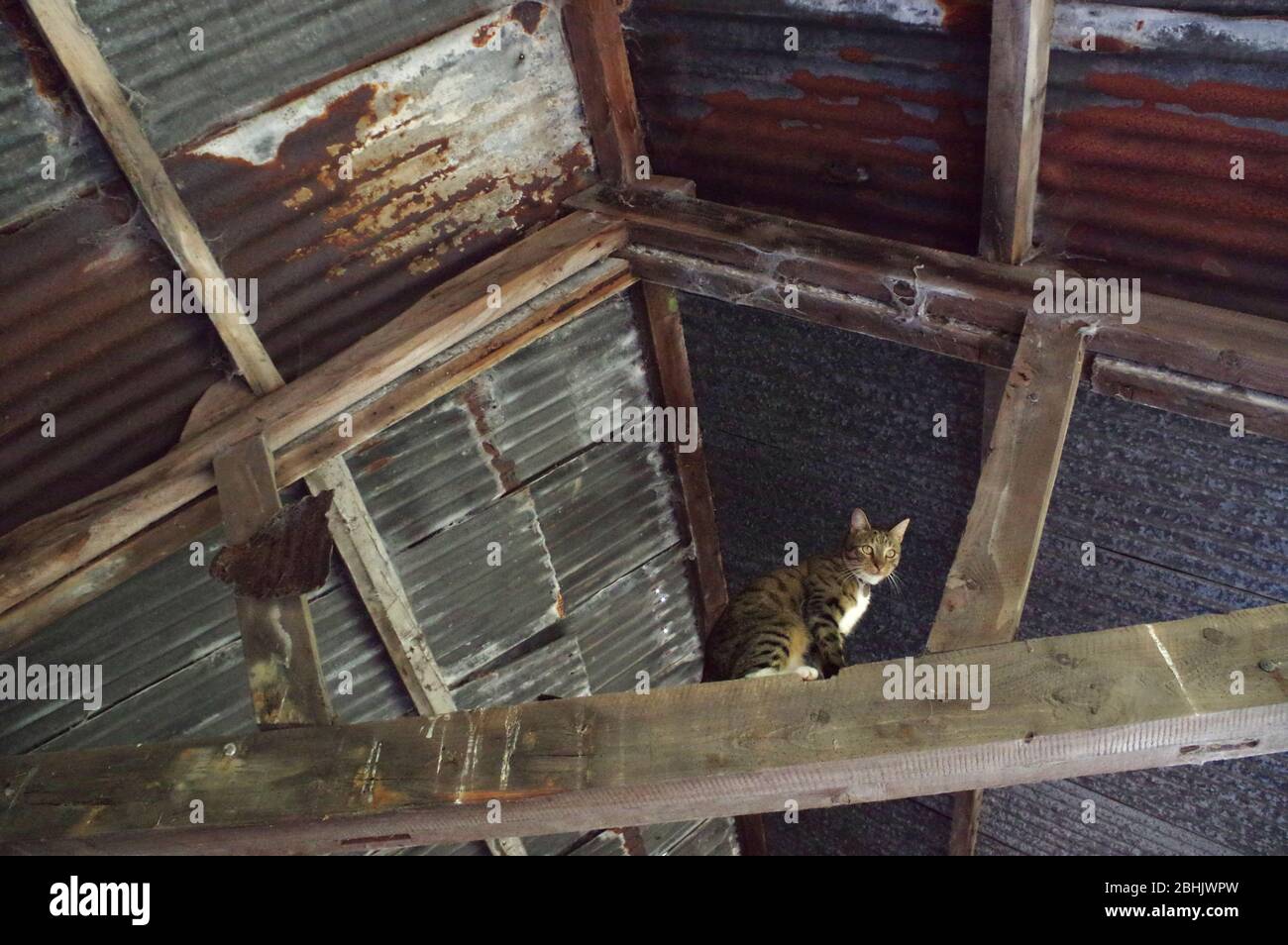 Grey tabby cat running hi-res stock photography and images - Alamy