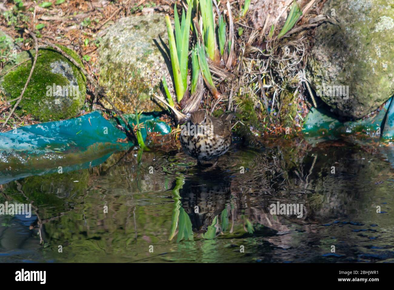 Thrush singer, singer - a species of medium-sized bird from the thrush ...