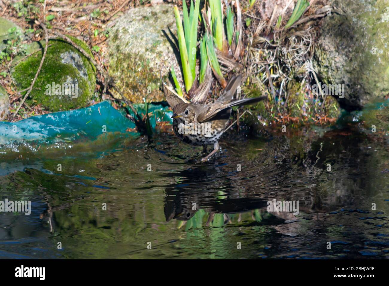 Thrush singer, singer - a species of medium-sized bird from the thrush ...