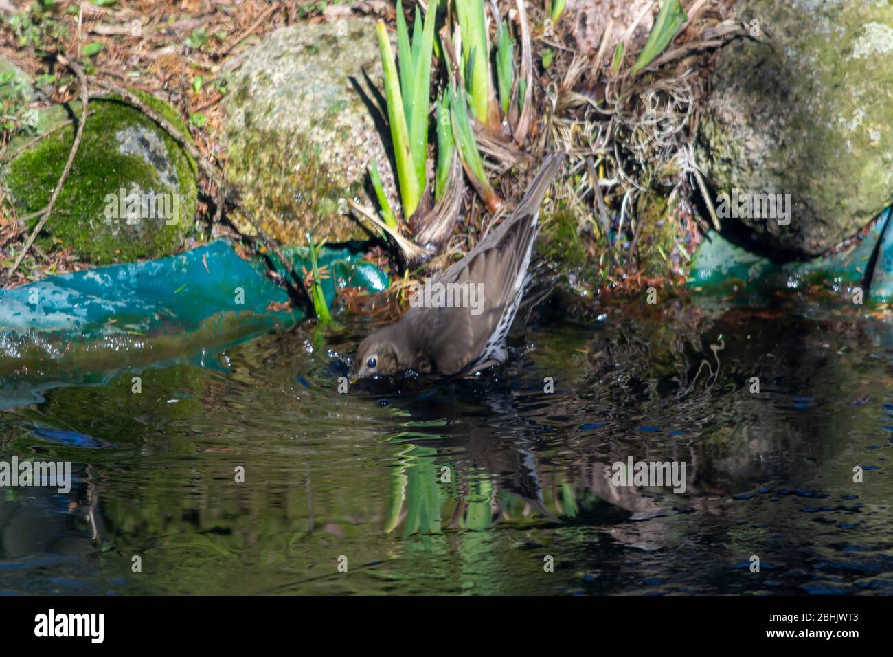 Thrush singer, singer - a species of medium-sized bird from the thrush ...