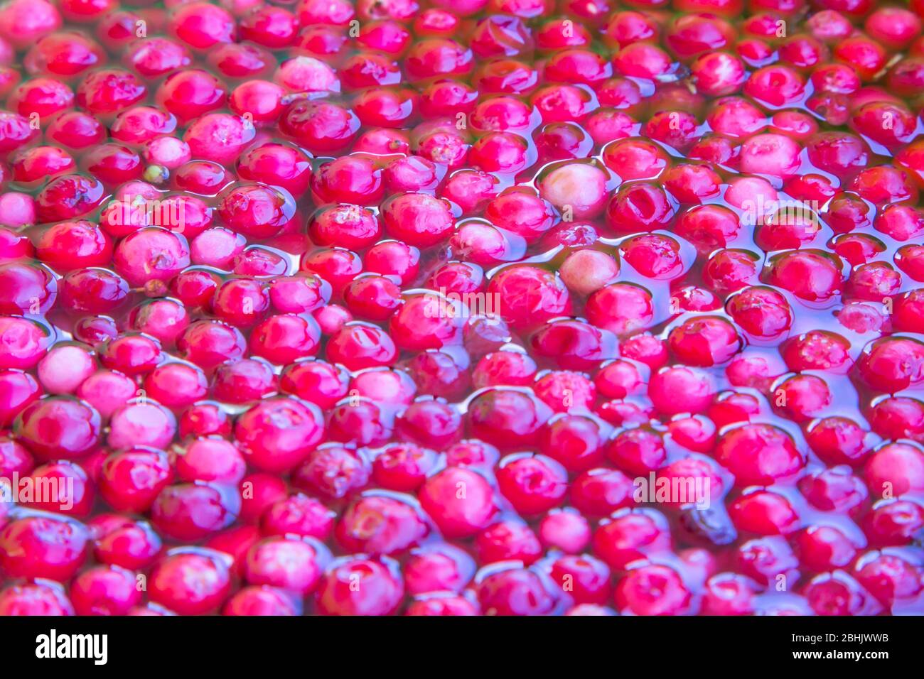 Vibrant texture background with fresh organic cranberry in the water at ...
