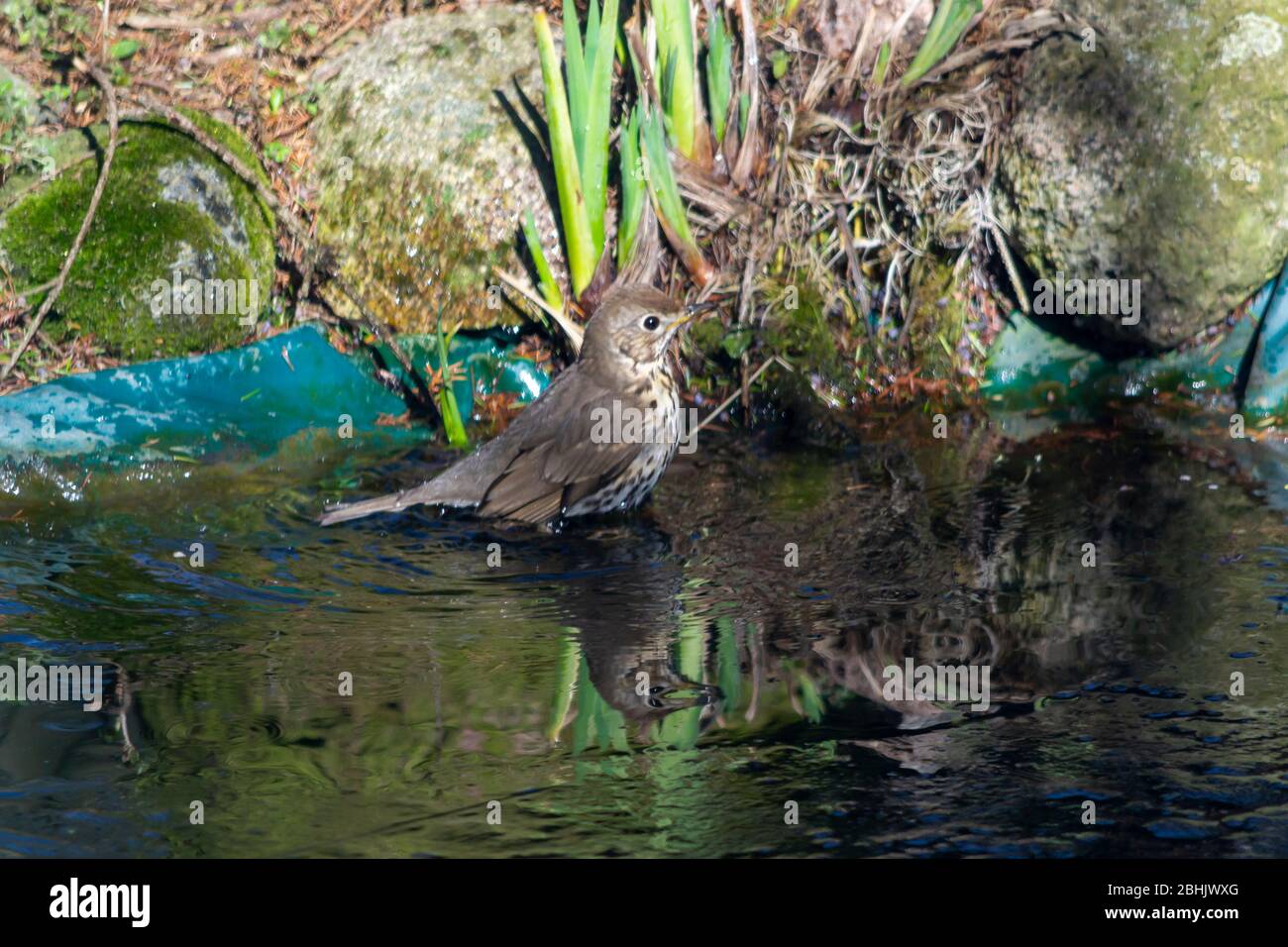 Thrush singer, singer - a species of medium-sized bird from the thrush ...
