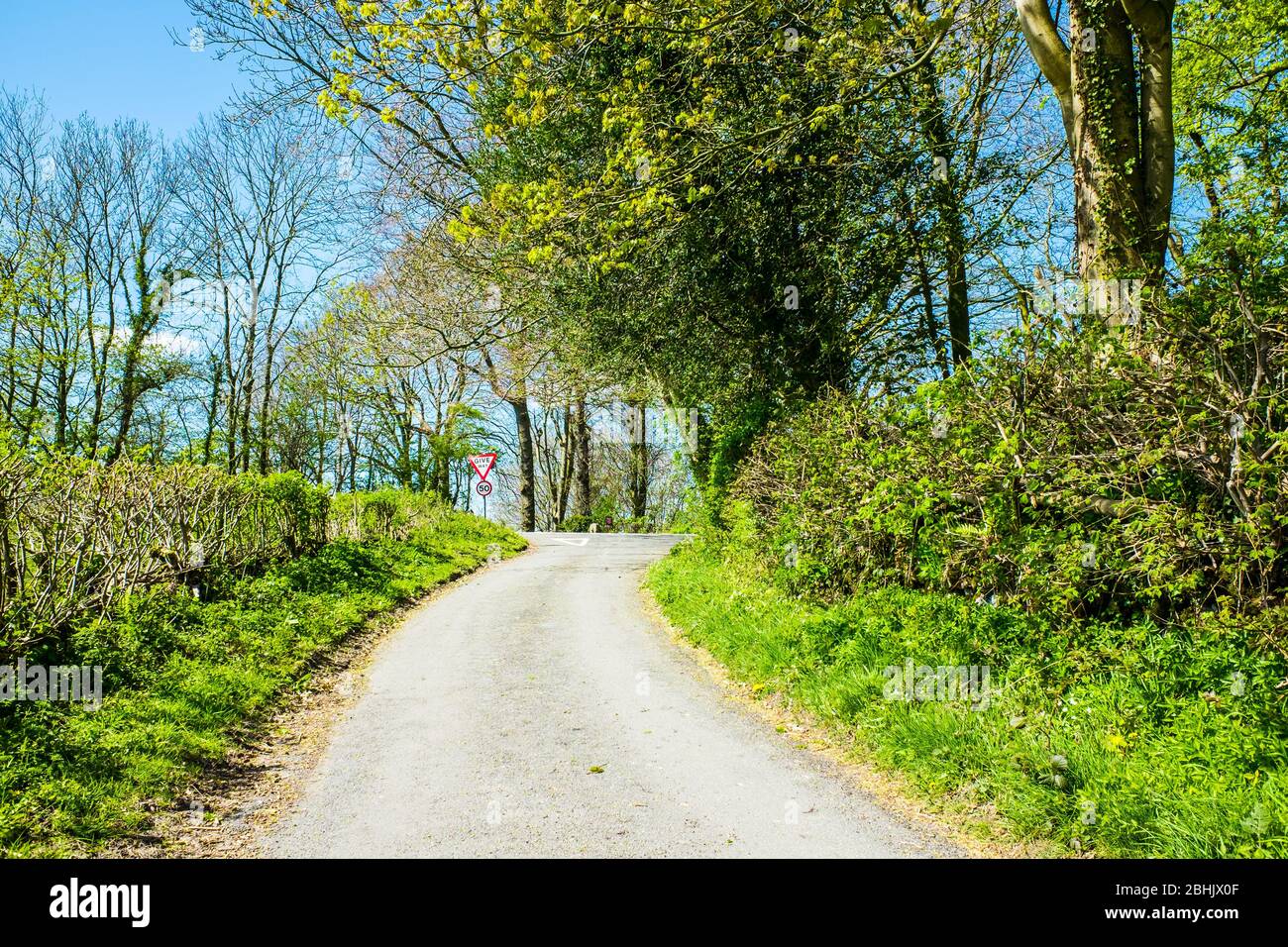 narrow single track country lane bordered by hedges in Cumbria England ...
