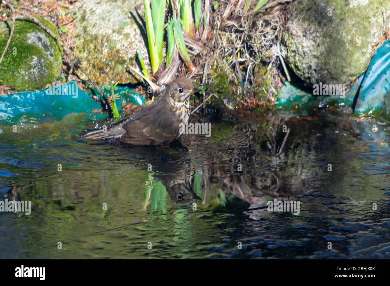 Thrush singer, singer - a species of medium-sized bird from the thrush ...
