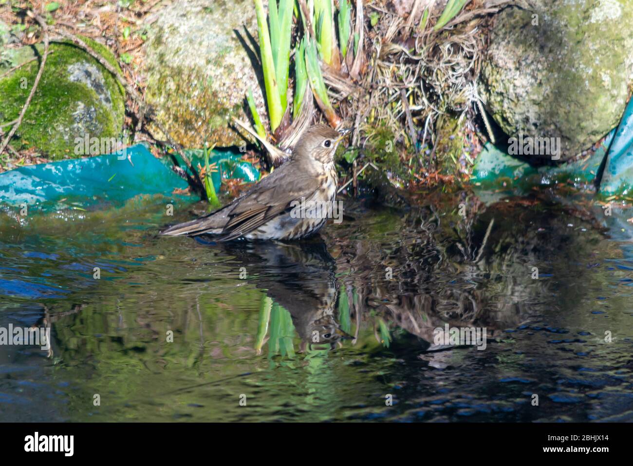 Thrush singer, singer - a species of medium-sized bird from the thrush ...