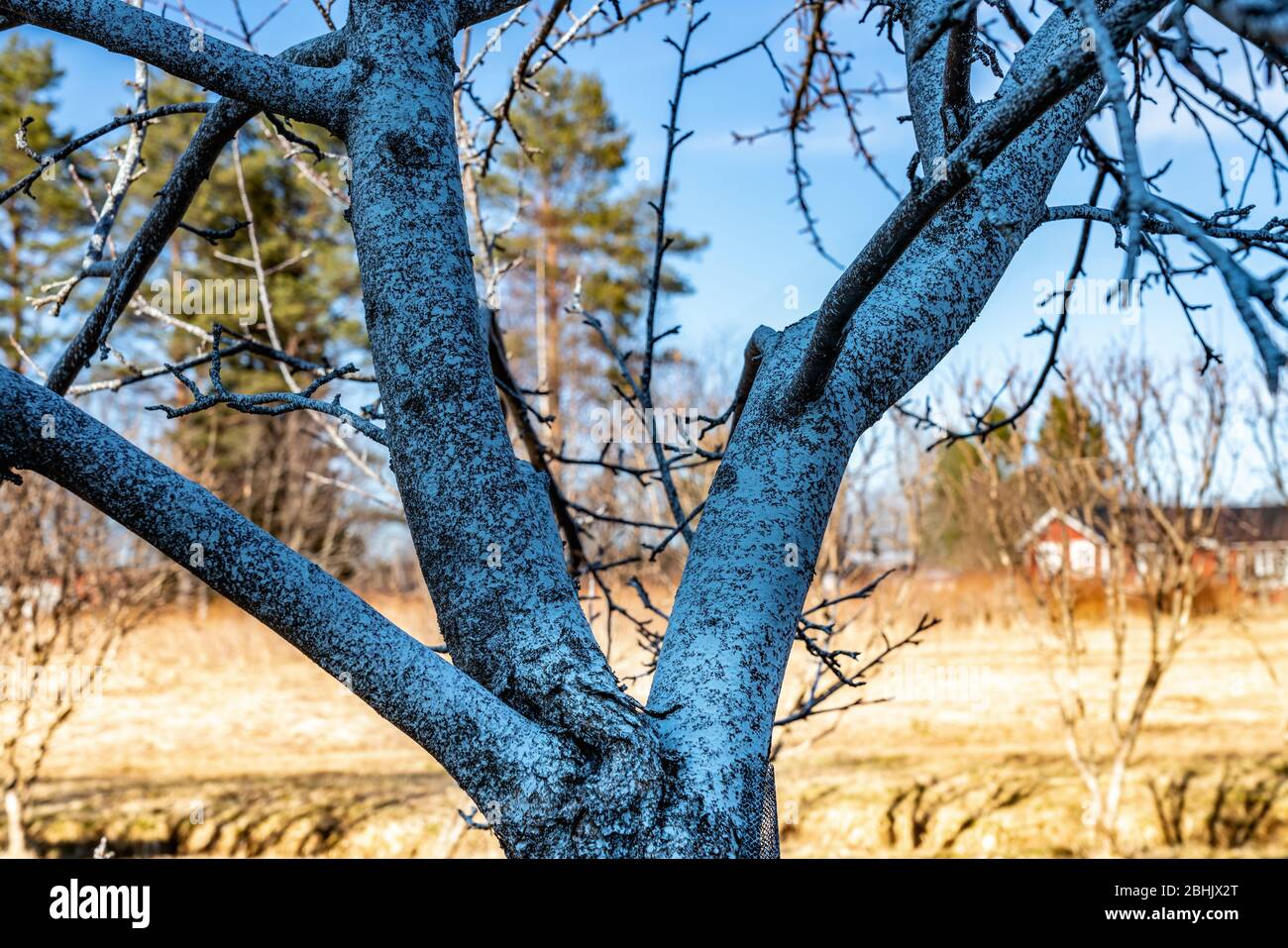 Apple Tree Without Apples